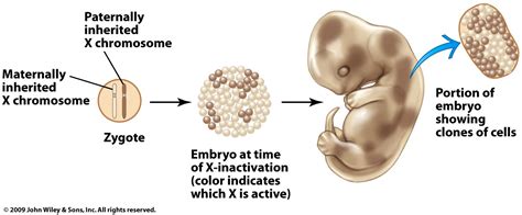 genetics of sex