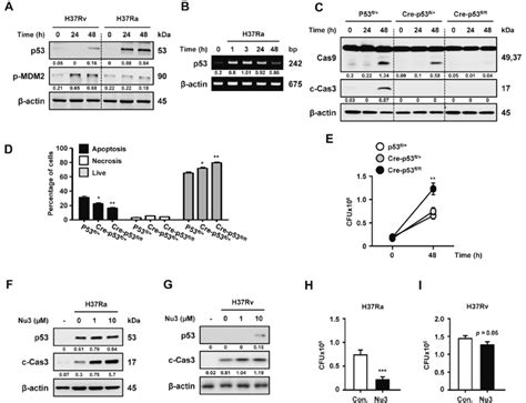 P53 Expression In Mtb Infected Macrophages Causes Apoptotic Cell Death