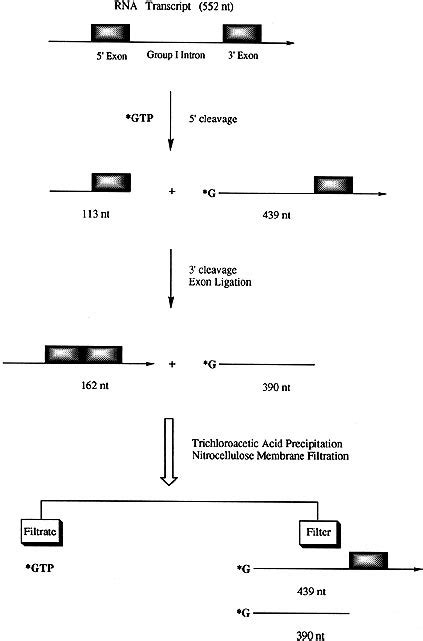 Schematic Representation Of The Self Splicing Reactions Catalyzed By
