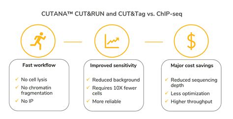 Chromatin Mapping Basics Chip Seq Epicypher
