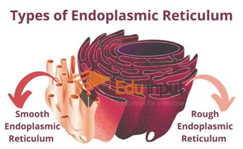 The Endoplasmic Reticulum Structure Types And Functions