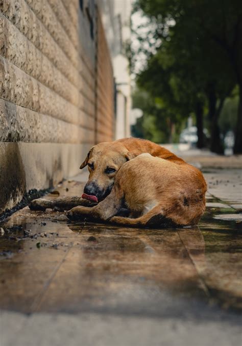 ¿qué Se Celebra El 27 De Julio Hoy Es El Día Del Perro Callejero El