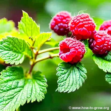 Ultimate Guide How To Successfully Grow Tulameen Raspberries With
