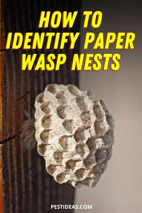 Paper Wasp Nest Identification Everything You Need To Know