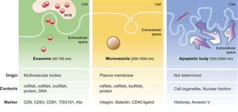Rna In Extracellular Vesicles Exosome Rna