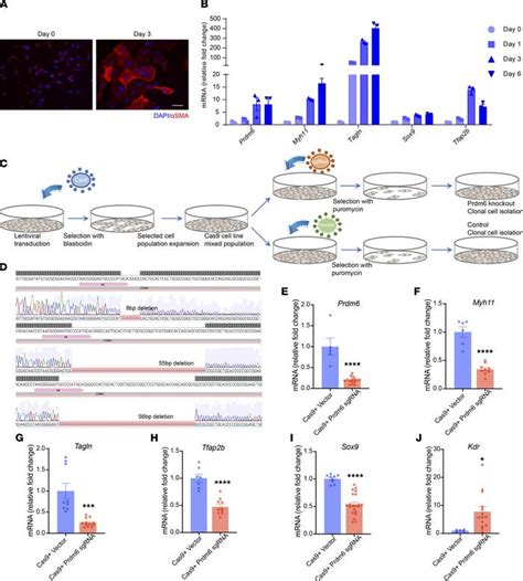 Jci Insight Prdm6 Controls Heart Development By Regulating Neural