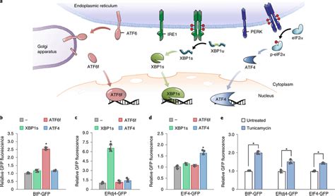 Monitoring Upr Signaling Pathway Specific Target Genes Through