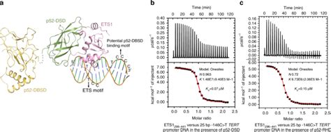 Structural Basis For Reactivating The Mutant Tert Promoter By
