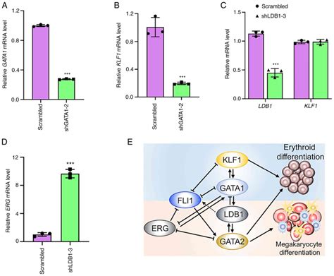 An Intricate Regulatory Circuit Between Fli1 And Gata1 Gata2 Ldb1 Erg