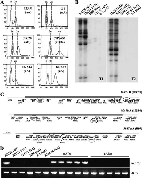 Identi Fi Cation Of A And ␣ Haploid Serotype A C Neoformans Strains