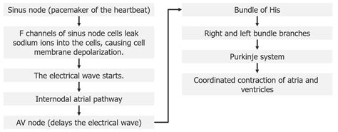 Bundle Branch And Fascicular Blocks Concise Medical Knowledge