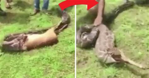 huge python ‘swallows whole deer in just ten seconds as