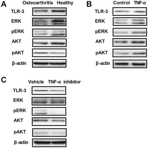 Tnf‑α Increases Inflammatory Factor Expression In Synovial Fibroblasts