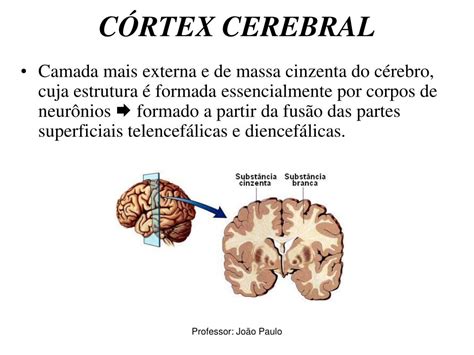 Ppt Sistema Nervoso Powerpoint Presentation Free Download Id 4865901