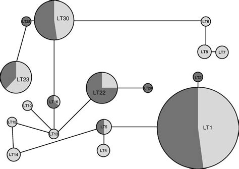 Minimum Spanning Network Of The Haplotypes In The Münster Download