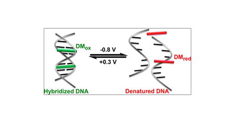 Cyclic Denaturation And Renaturation Of Double Stranded Dna By Redox