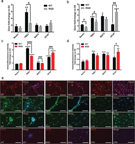 Neural Differentiation Of Npcs On Phage Films Prepared By The