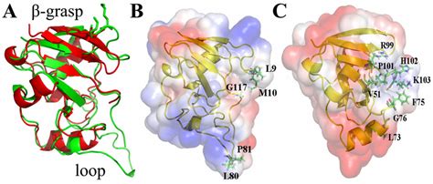 The β Grasp Fold And Electrostatic Surface Of Molecular Models Of Fesii