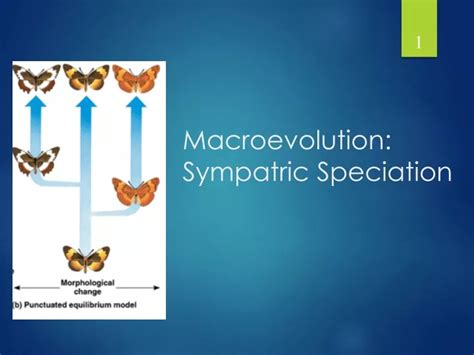 Ppt Macroevolution Sympatric Speciation Powerpoint Presentation