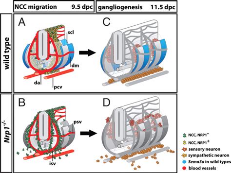 Neural Crest Peripheral Nervous System Embryology