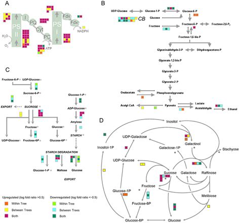 Mapman Views Of Differentially Regulated Primary Metabolism Genes