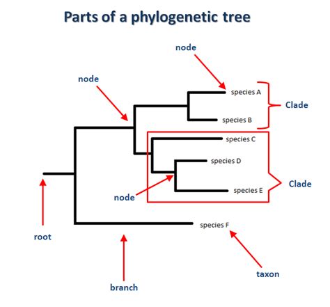 Phylogenetic Trees Diagram Quizlet
