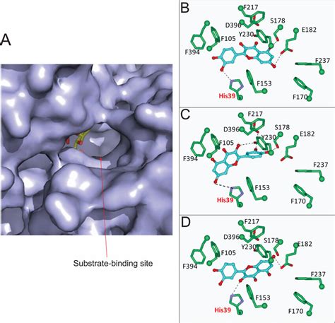The Substrate Binding Pocket Of Human Ugt1a1 Homology Model And Its
