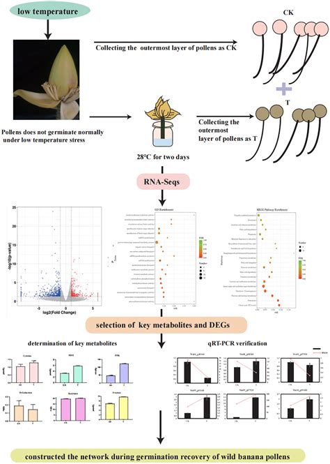 Frontiers Transcriptome Analysis Provides Insight Into The Regulatory