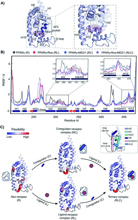 Increasing Rigidity Of Pparγ Upon Ligand And Coregulator Binding A