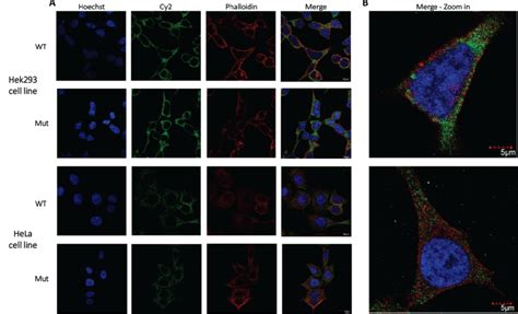 Subcellular Localization Of The Normal And Variant Phactr2 Proteins And