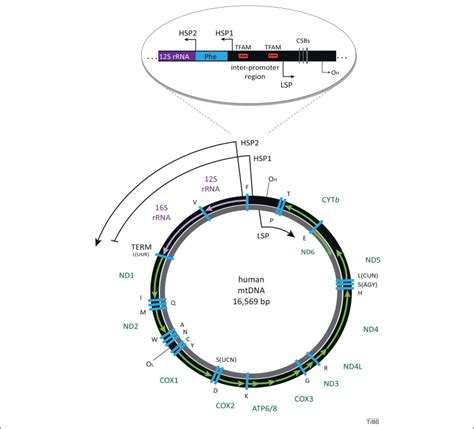 Accessorizing The Human Mitochondrial Transcription Machinery Trends