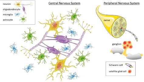 Types Of Neuroglial Cells