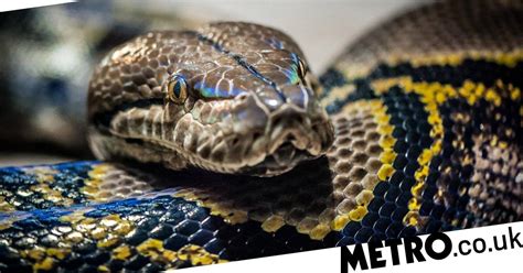 giant 9ft python on the loose in cambridge metro news