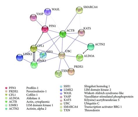Protein Association Network In String Analysis Showing Interactions Of