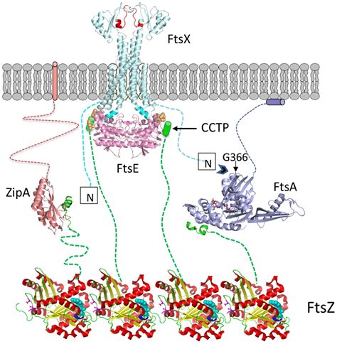 Model For Ftsex Interactions With Other Division Proteins In E Coli