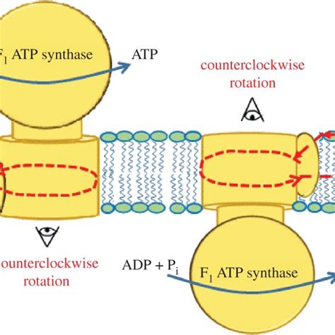 Schematic Of A Bi Faced Atp Synthase Arrangement In Myelin Sustaining