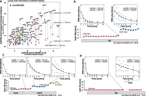 Improved Half Live Estimates By Considering Transcriptome Complexity A