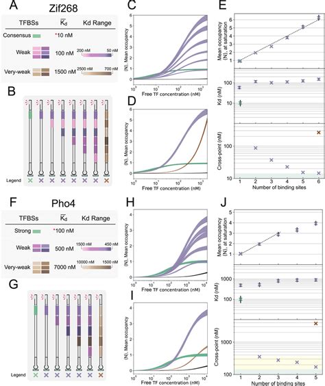 In Vitro Characterization Of Low Affinity Binding Site Clusters A F