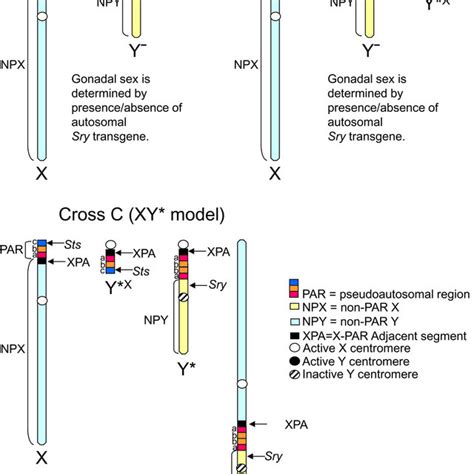 Schematic Diagrams Of The Component Regions Of The Sex Chromosomes Of