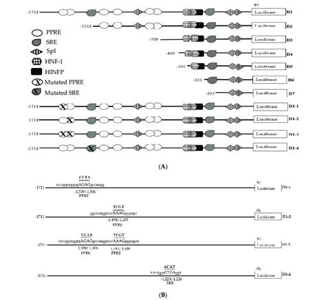 Identification Of Cis Acting Elements Involved In The Downregulatory