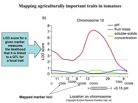 Ppt Quantitative Trait Locus Qtl Mapping Powerpoint Presentation