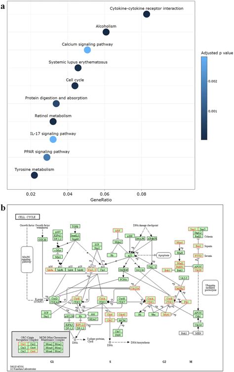 Kegg Pathway Enrichment Results For Differentially Expressed Genes