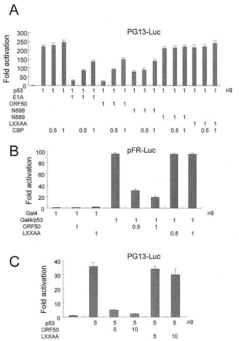 Orf50 Repressed Transactivation Of P53 Through Interac Tion With Cbp