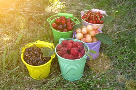 Colored Baskets Overflowing With Summer Mixed Berries Like Raspberries