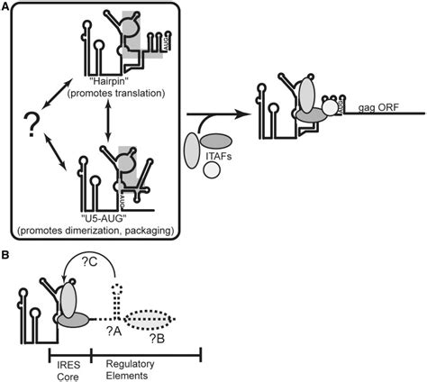 A Model For Ires Activity And Modulation In Hiv 1 Transcripts A We