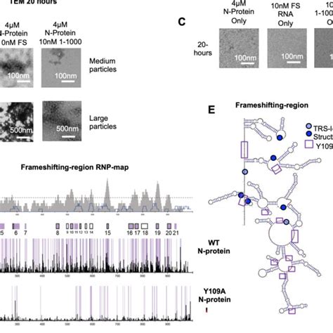 Rna Sequence Structure Encodes N Protein Genome Interactions