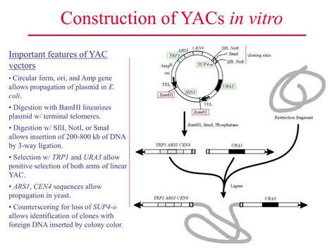 Ppt Genetic Model Systems Yeast Powerpoint Presentation Id 203314