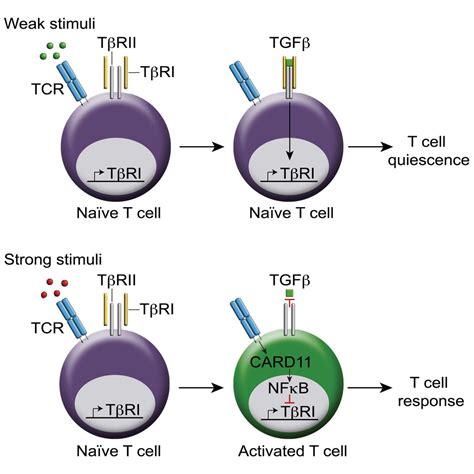 T Cell Receptor Regulated Tgf β Type I Receptor Expression Determines T