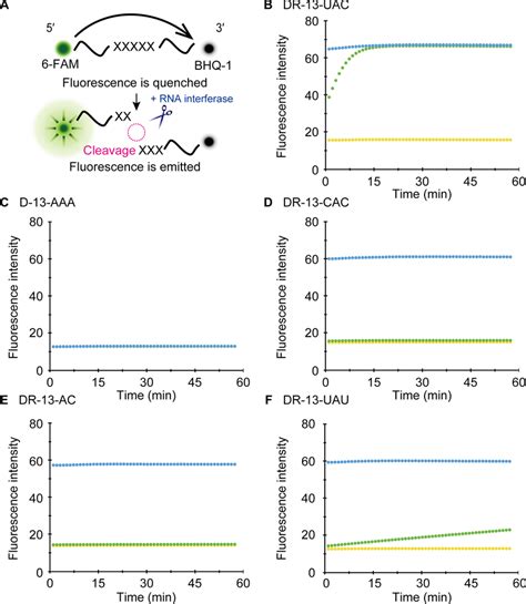 Fluorometric Detection A Principle Of The Fluorometric Detection