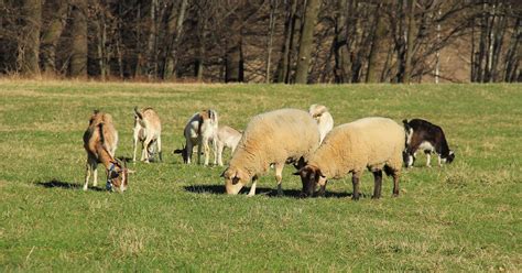 Sheep Vs Goat 10 Key Differences Explained Kalmbach Feeds®